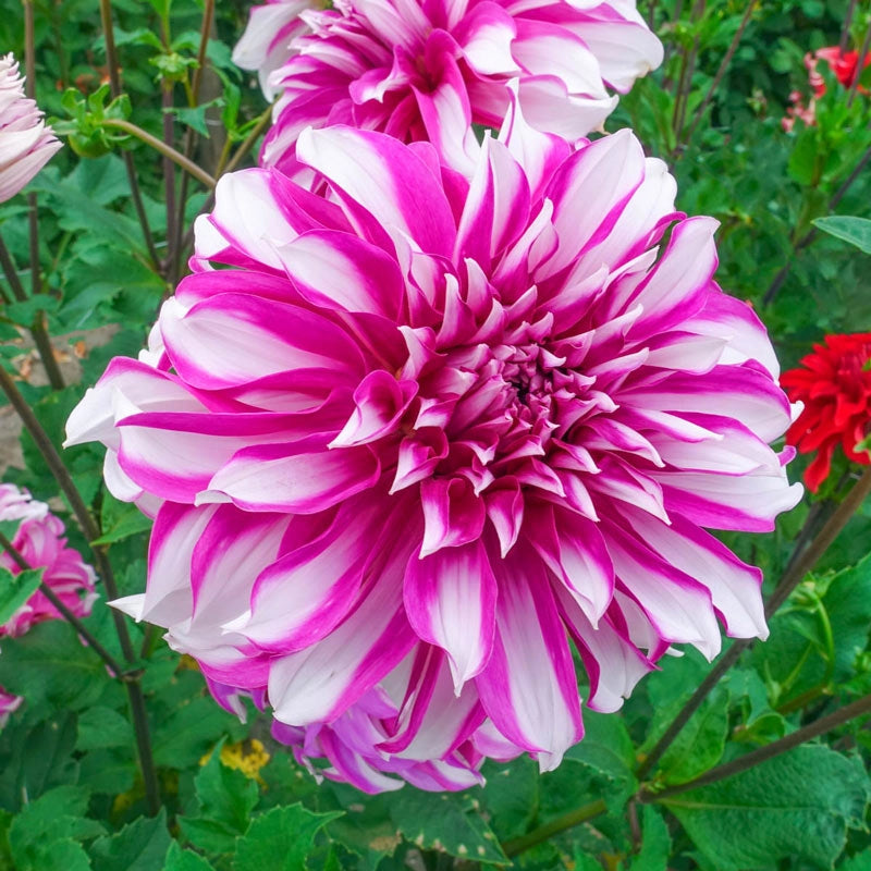 Shop Radegast Dahlias Online | Dahlia Bulbs | Breck's