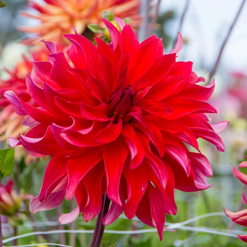 Shop Red Labyrinth Dahlia Bulbs | Summer Bulbs | Breck's