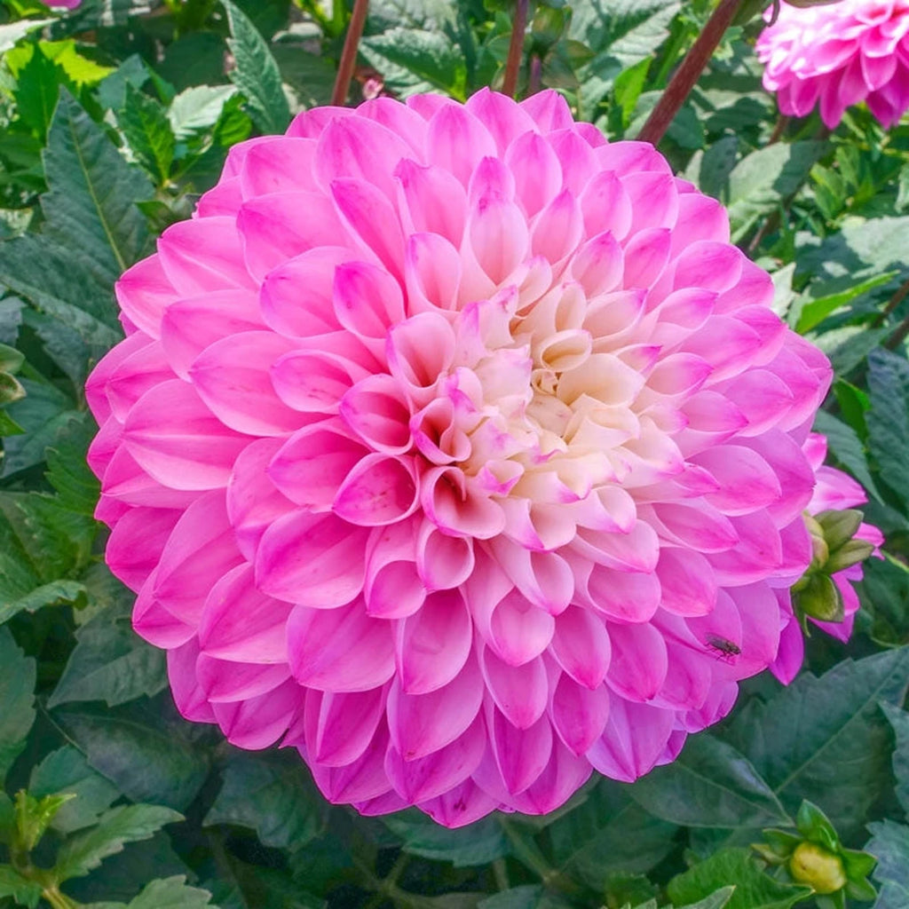 Shop Princess Gracia Dahlia Online | Dahlia Bulbs | Breck's