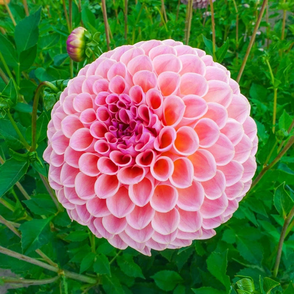 Jowey Winnie Dahlia – Giant ball-shaped soft-pink blooms | Breck’s