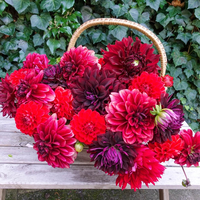 Stark Raving Red Dahlia Mixture | Dahlia Tubers | Breck's
