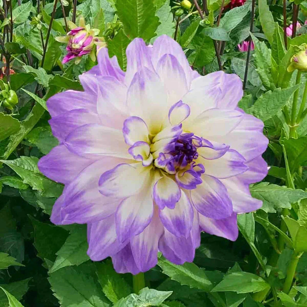 Buy Mikayla Miranda Dahlia | Decorative Dahlias | Breck's – Brecks
