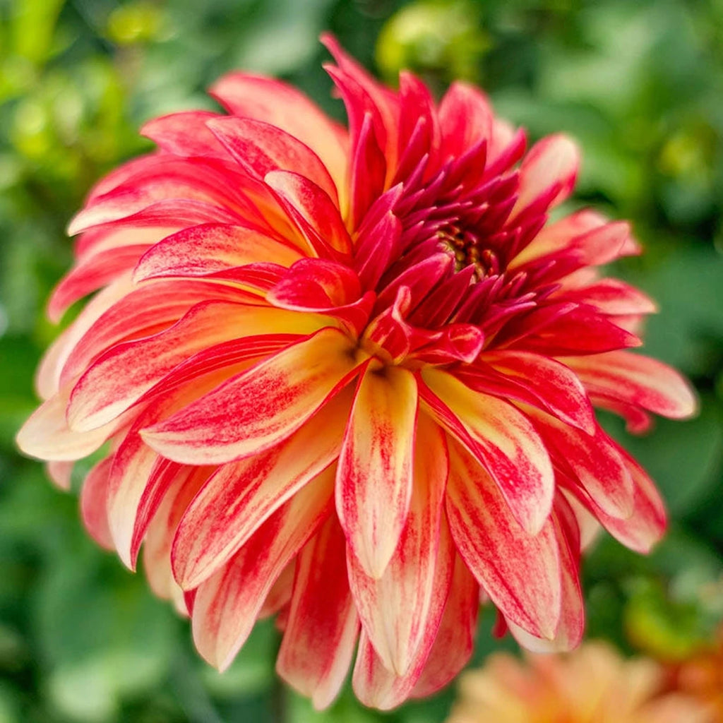 Buy Irish Pinwheel Dahlia | Decorative Dahlia Bulbs | Breck's