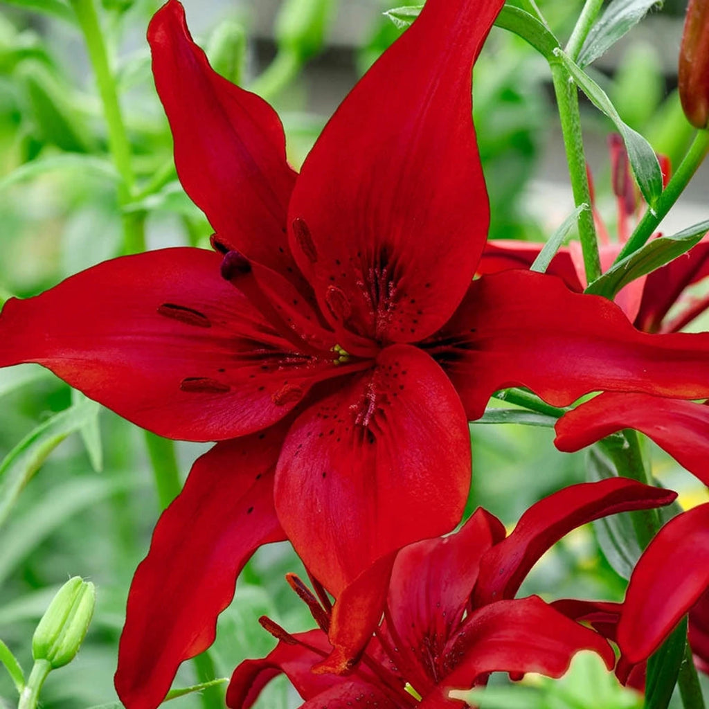 Buy Red Highland Lily Bulbs Online | Asiatic Lilies | Breck's
