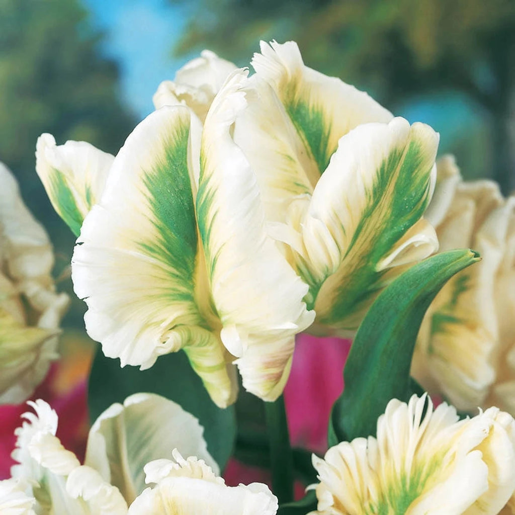 Buy Super Parrot Tulip Online | Parrot Tulip Bulbs | Breck's