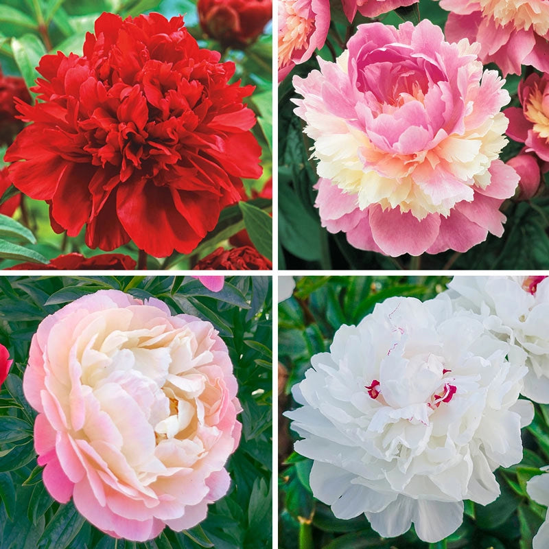 Lifetime Peony Collection | Breck's