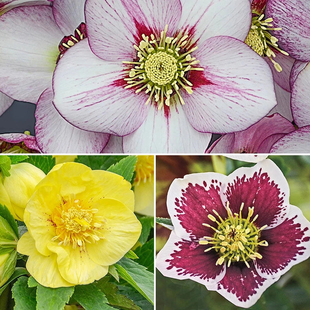 Honeymoon Hellebore Collection | Shade Perennials | Breck's