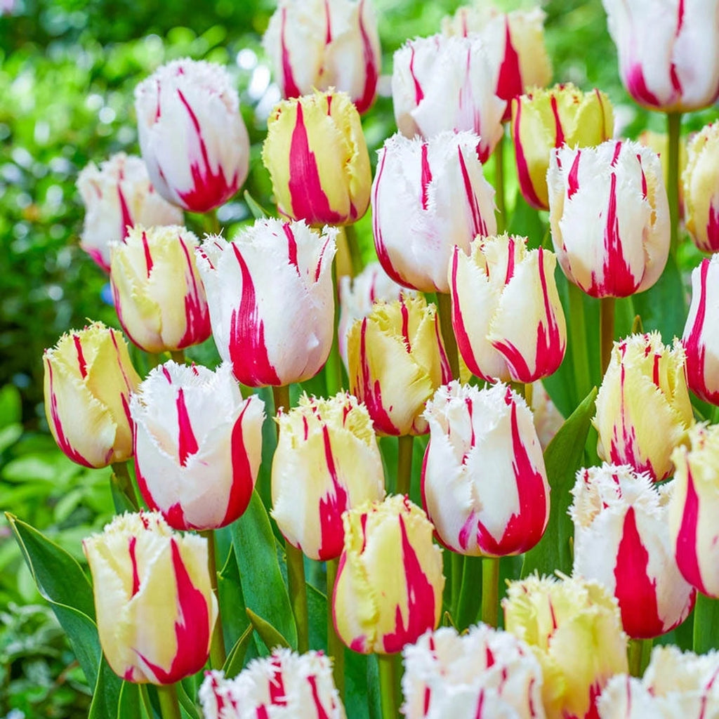 Buy Burning Fire Tulips Online | Fringed Tulips | Breck's – Brecks