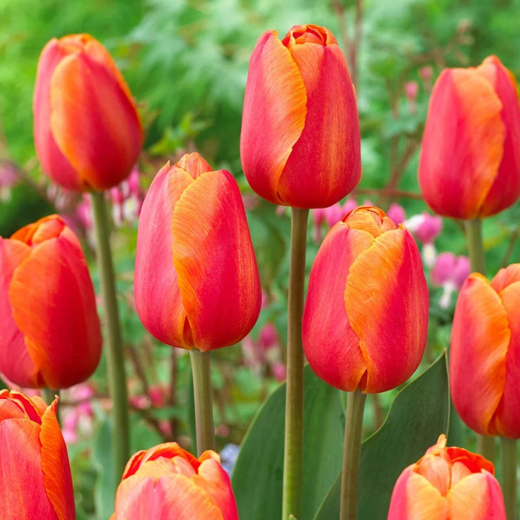 Buy Delta Storm Tulip Online | Triumph Tulip Bulbs | Breck's