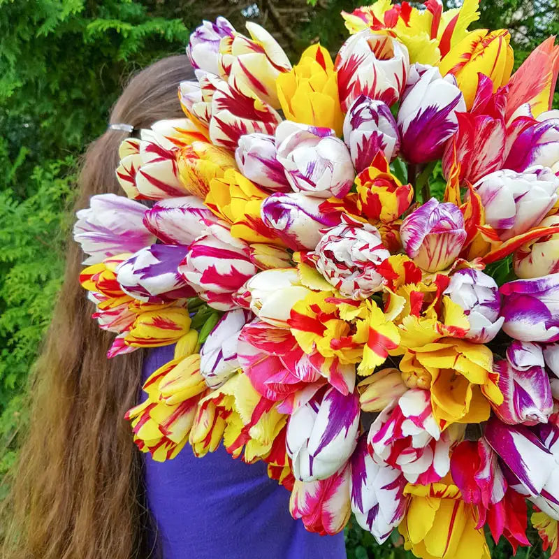 Flaming Beauties Tulip Mixture | Breck's – Brecks