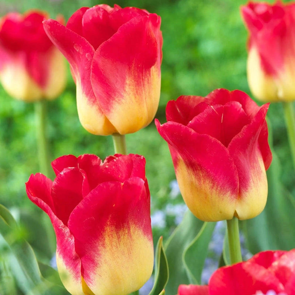 Shop Match Tulips Online | Triumph Tulip Bulbs | Breck's