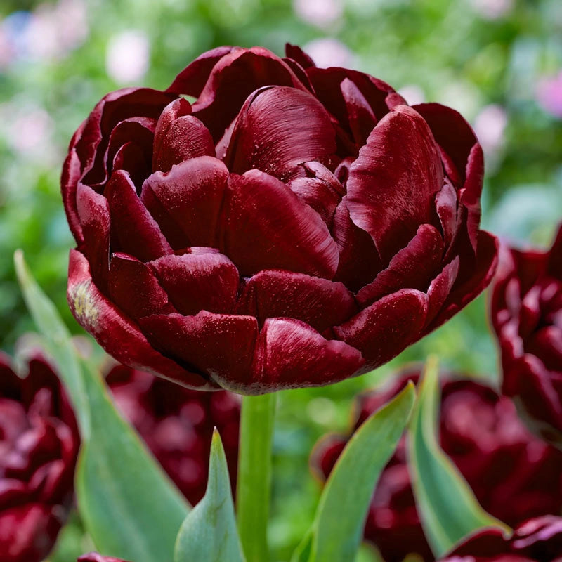 Buy Roadstar Tulip Bulbs Online | Double Tulips | Breck's