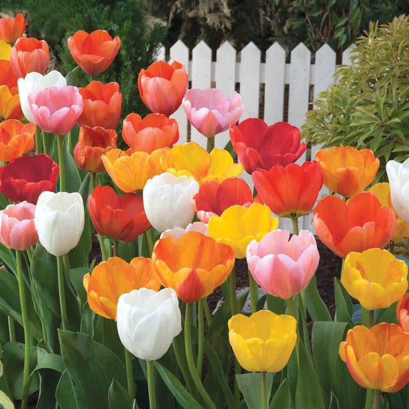 Buy Darwin Hybrid Tulip Mixture | Spring Bulbs Sale | Breck's