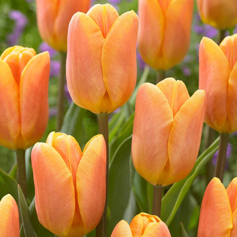Buy Bellville Tulip Bulbs Online | Triumph Tulips | Breck's