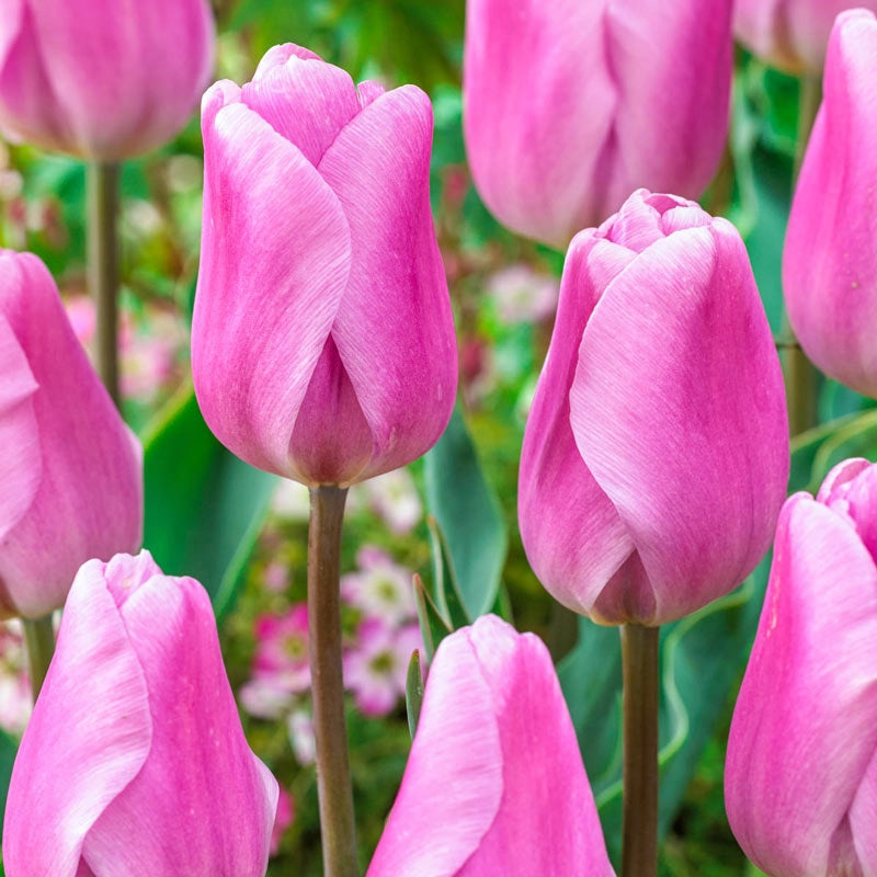 Shop Synaeda Amor Tulip Online | Spring Bulbs | Breck's