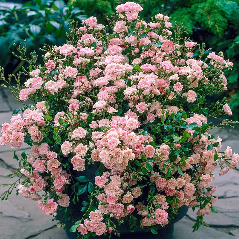 The Fairy Small Shrub Rose | Sun Perennials | Shop Breck’s