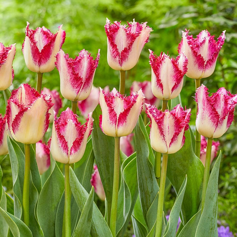 Buy Passion Play Tulip Bulbs | Fringed Tulips | Breck's