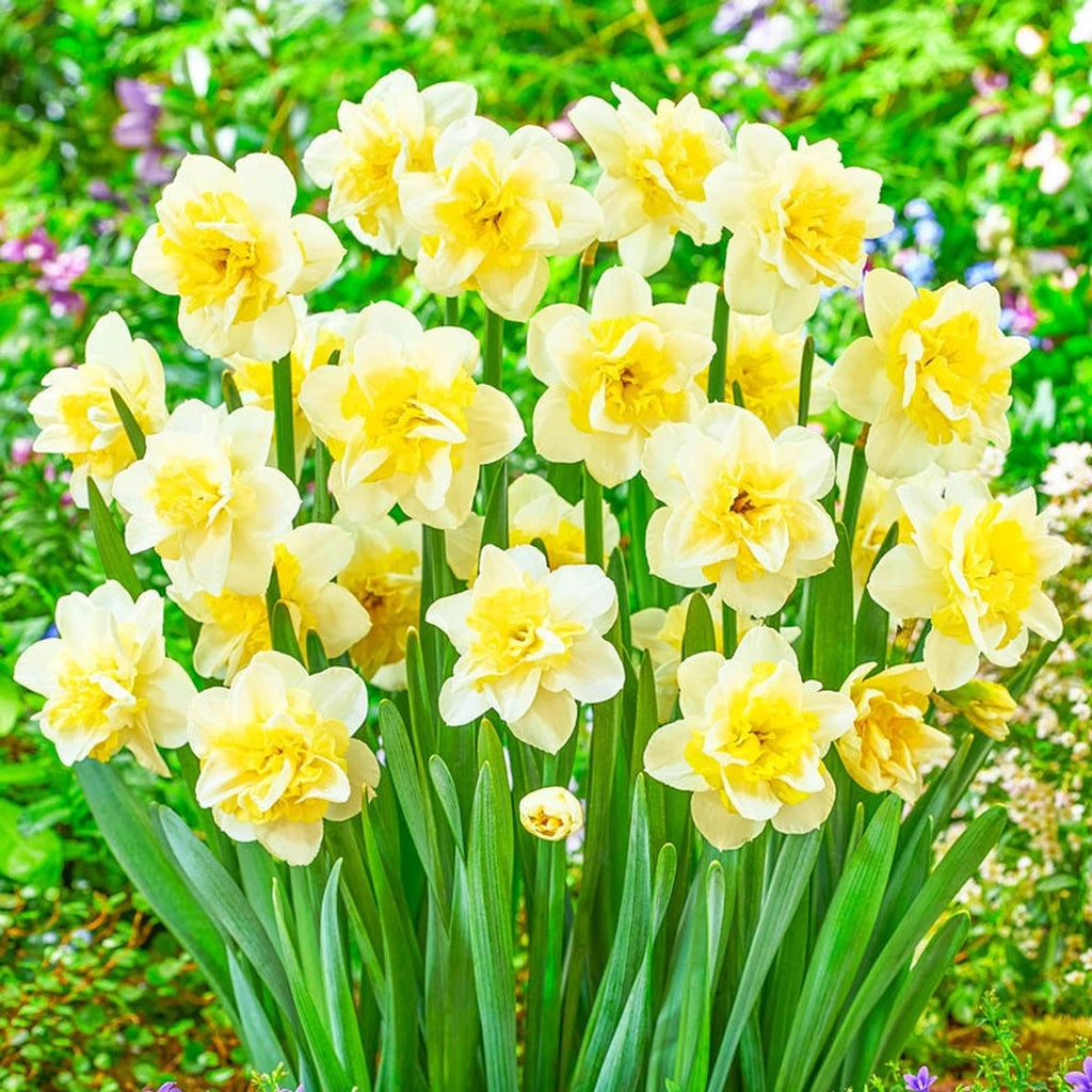 Buy Amira Daffodil Bulb Online | Double Daffodils | Breck's