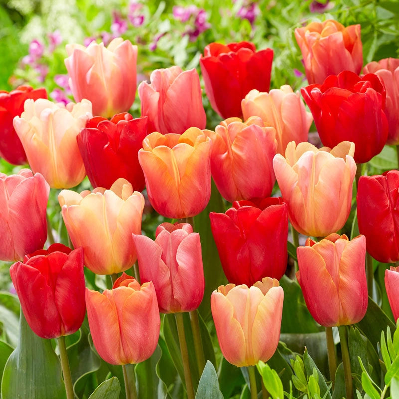Buy Jimmy Tulip Mixture Online | Tulip Bulbs | Breck's