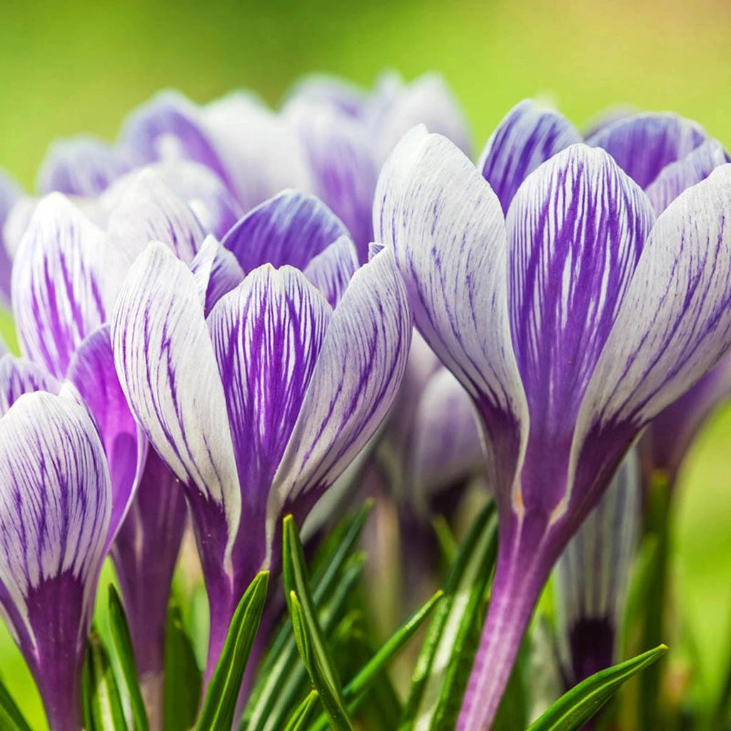 Buy King of the Striped Crocus | Spring Bulbs | Breck's