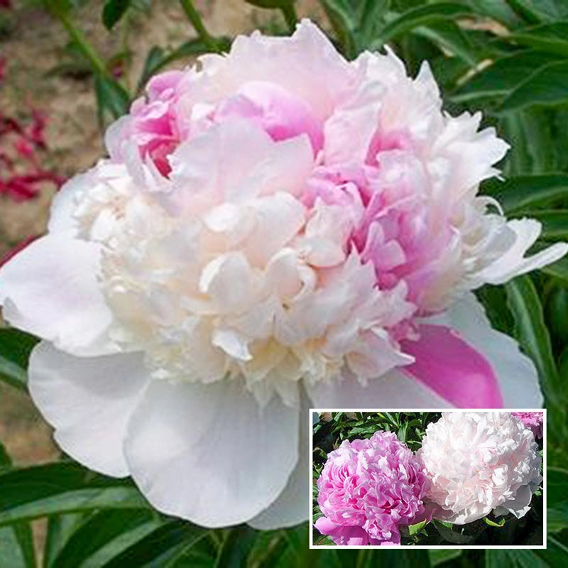 Shop Mister Ed Peony Online | Sun Perennials | Breck's