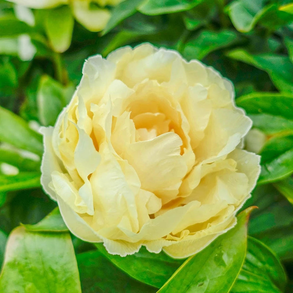 Shop Sunny Girl Peony Online | Sun Perennials | Breck's