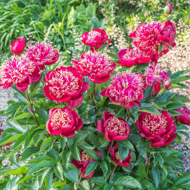 Buy Charles Burgess Peony Online | Sun Perennials | Breck's