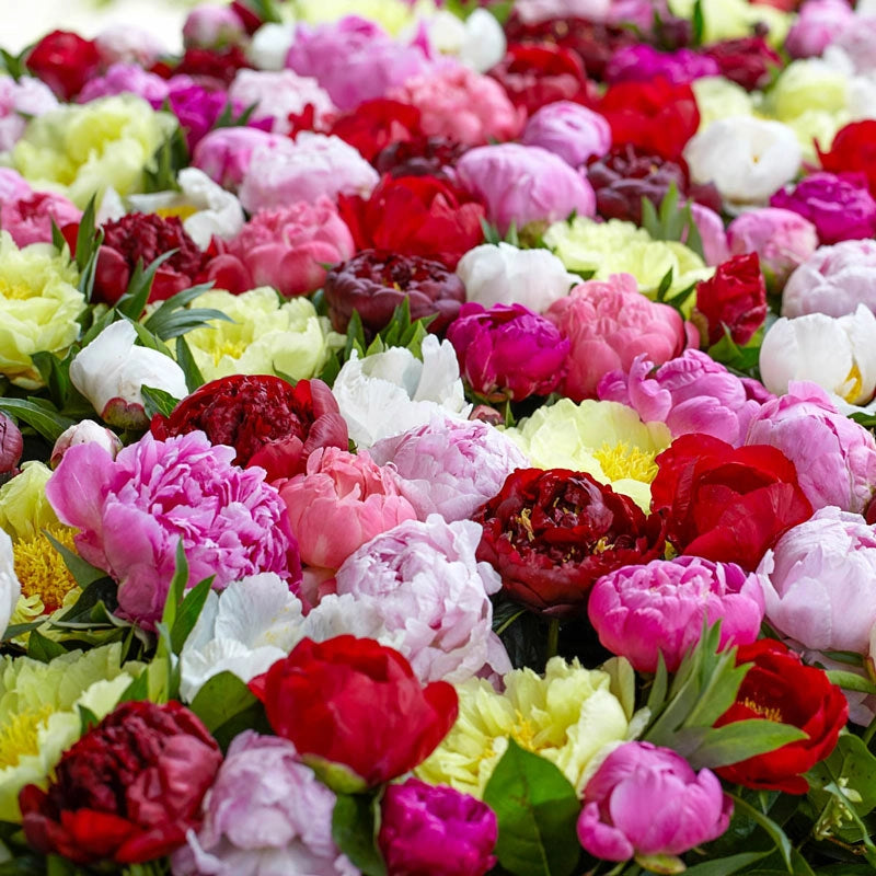 Shop Luxury Peony Collection | Sun Perennials | Breck's