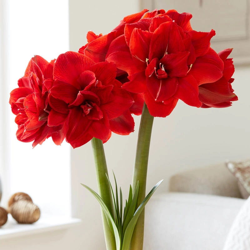 Red Toro Amaryllis Bulb | Shop Breck's for Winter Bulbs