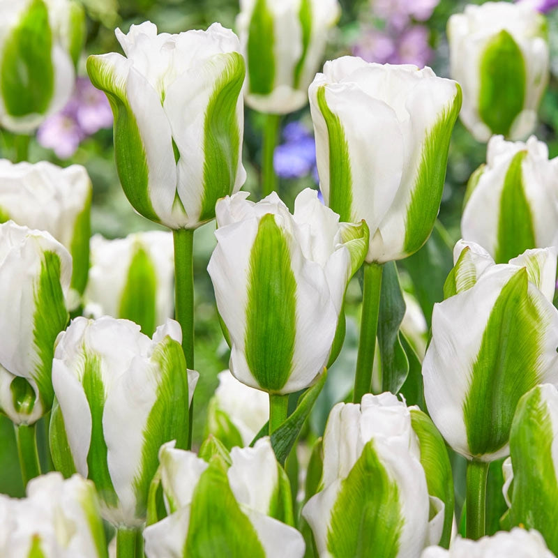 Green Light Tulip Bulbs | Spring Bulbs for Sale | Breck's
