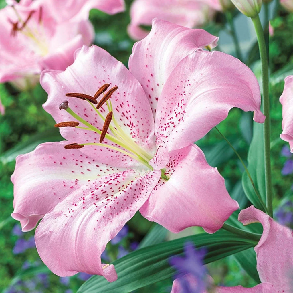 Buy Josephine Lily | Best Deals on Summer Bulbs | Breck's