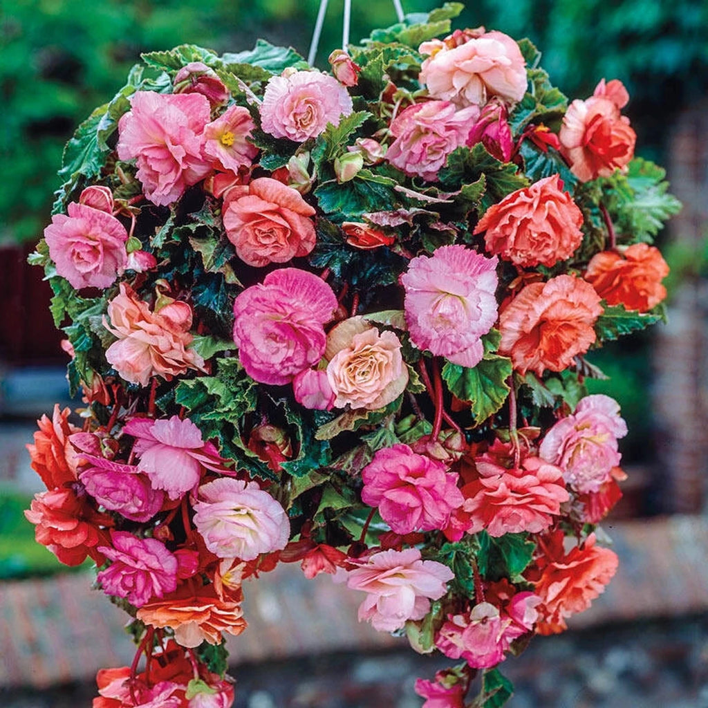 Cascading Splendor Begonia | Breck's