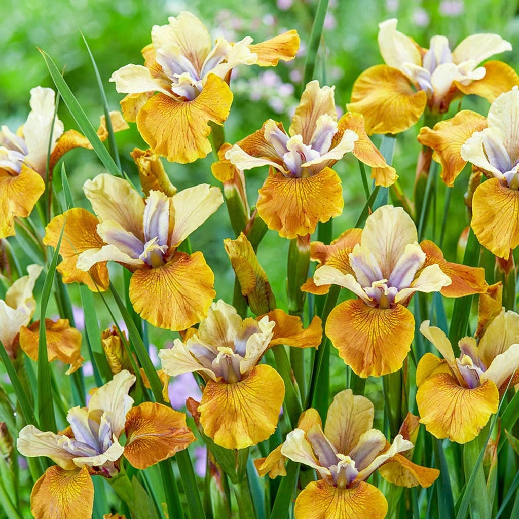 Buy Colonel Mustard Siberian Iris | Sun Perennials | Breck's