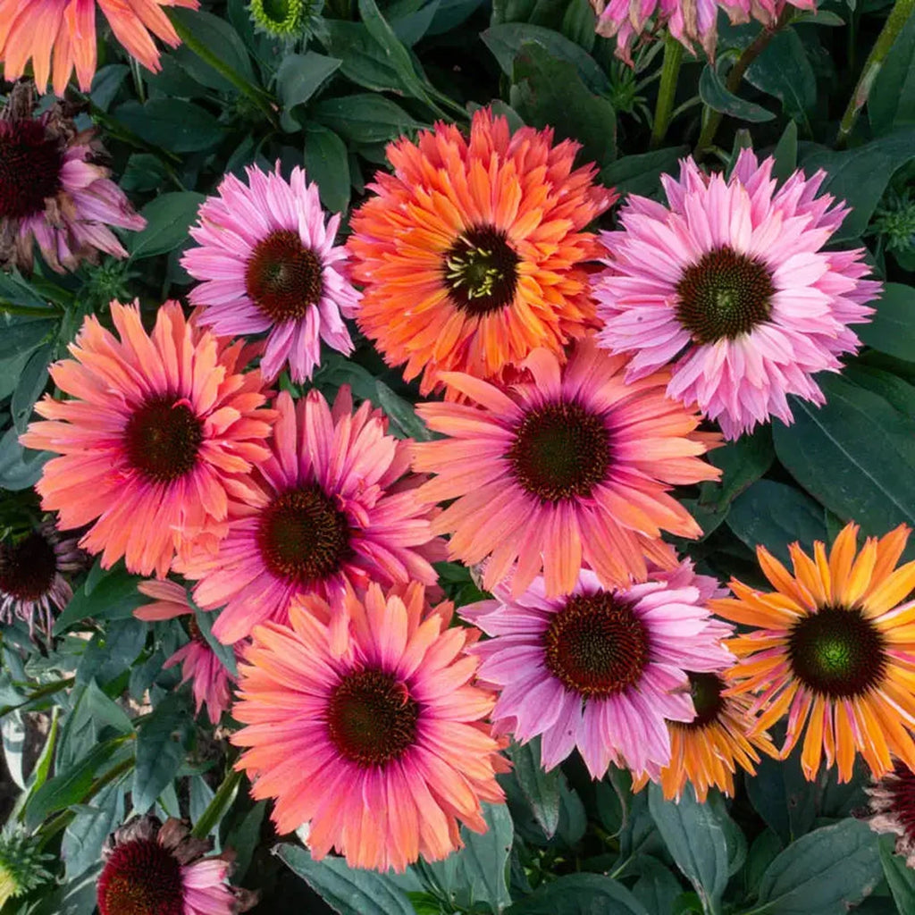 SunSeekers Rainbow Coneflower – Brecks