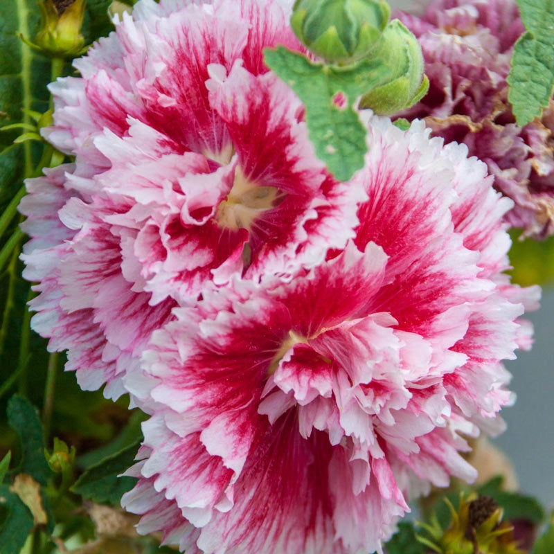 Buy Fiesta Time Hollyhock Online | Sun Perennials | Breck's