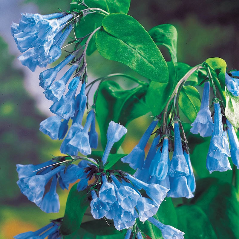Virginia Blue Bells – Brecks
