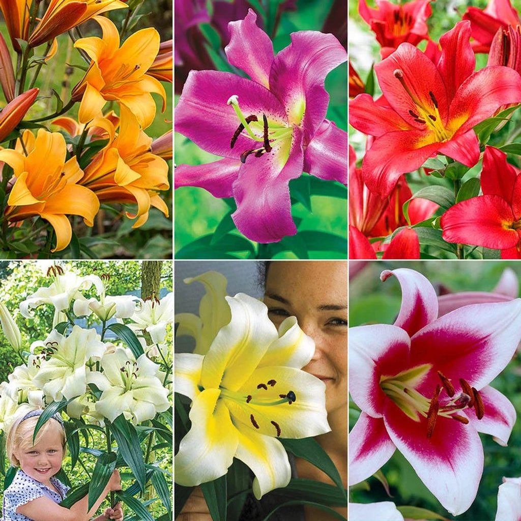 Buy Great Expectations Lily Tree Collection | Breck's