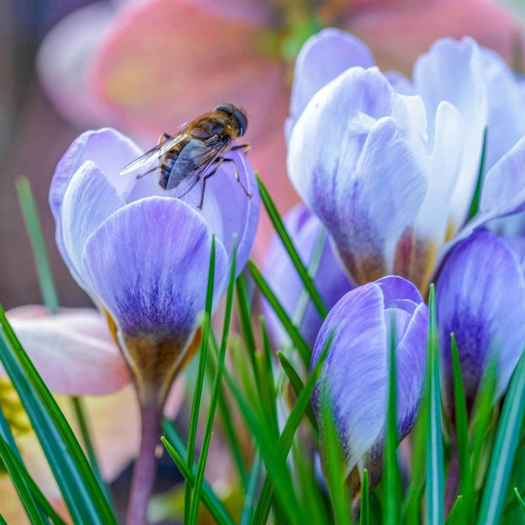 Buy Blue Pearl Snow Crocus | Fall Planted Bulbs | Breck's