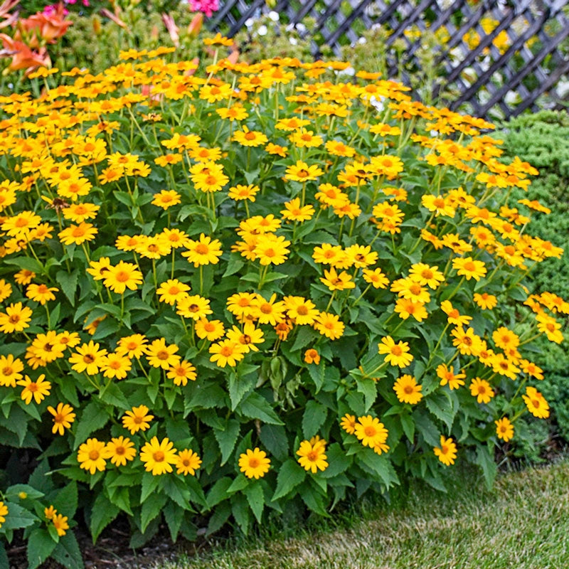 Shop Tuscan Sun False Sunflower | Sun Perennials | Breck's