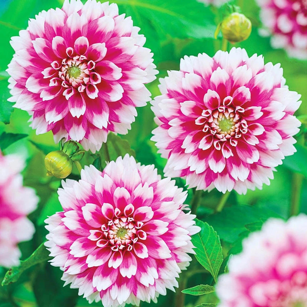Shop Fuzzy Wuzzy Dahlia Online | Dahlia Bulbs | Breck's