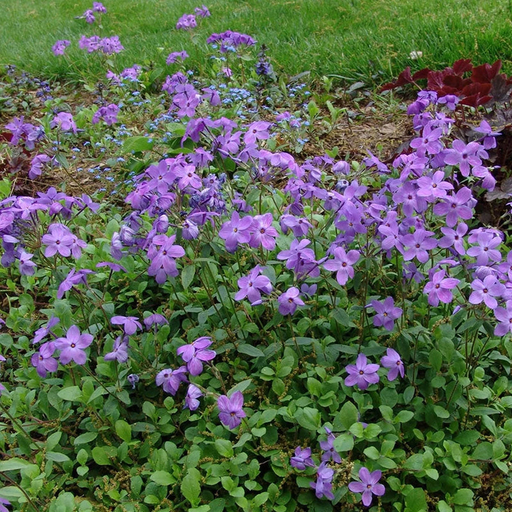 Sherwood Purple Woodland Phlox | Shade Perennials | Breck's