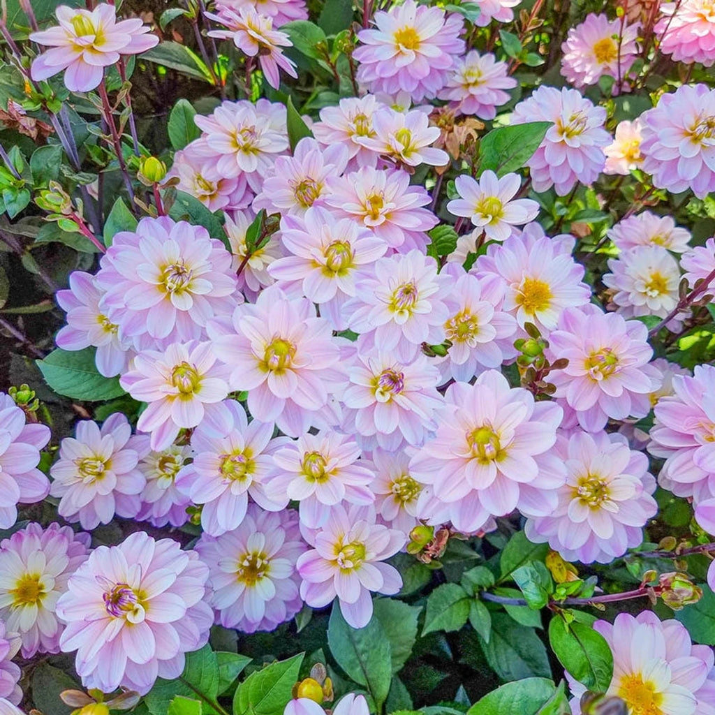 Buy Pacific Jewel Dahlia | Decorative Dahlias | Brecks Gifts