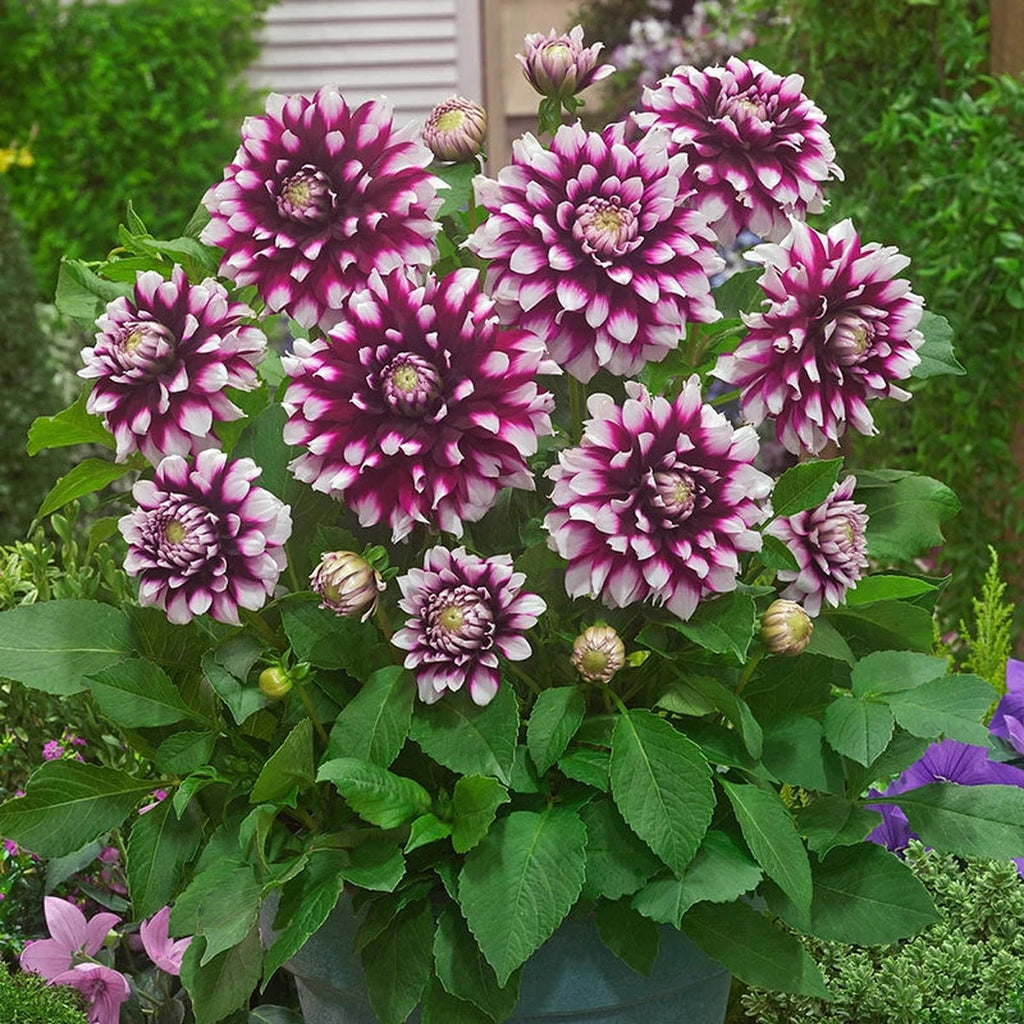 Buy Verdi Dahlia Bulbs | Decorative Dahlias | Brecks Gifts