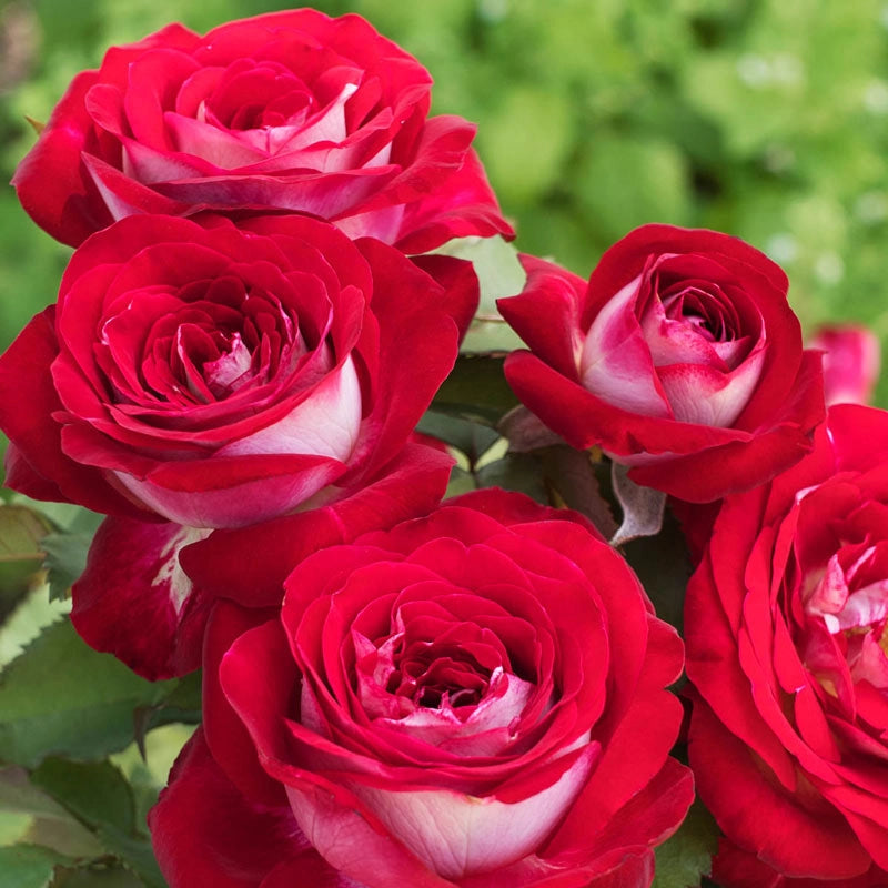 Love At First Sight Hybrid Tea Rose | Shop Online | Breck's