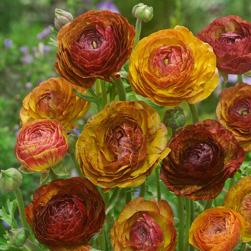 Buy Ranunculus Picotee Cafe | Spring Planted Bulbs | Breck's