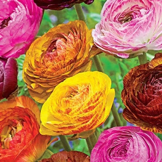 Buy Ranunculus Picotee Mix | Spring Planted Bulbs | Breck's