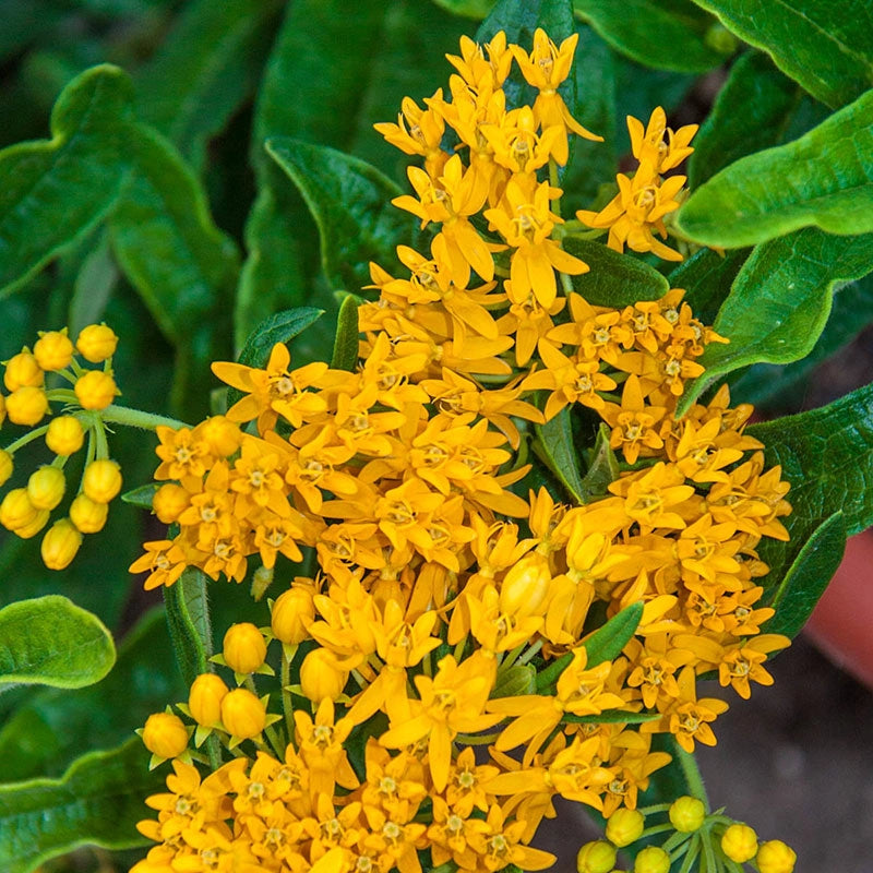 Buy Hello Yellow Butterfly Flower | Sun Perennials | Breck's – Brecks