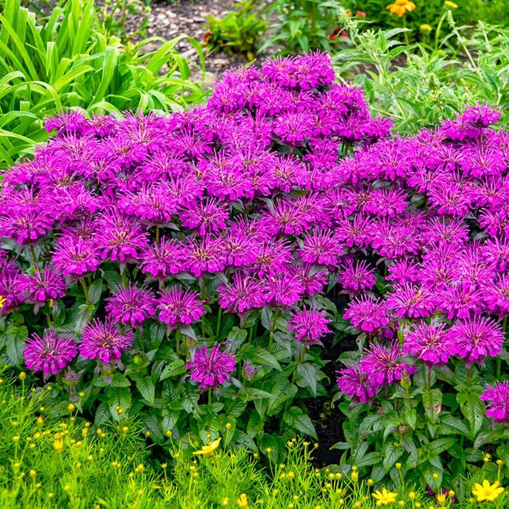 Buy Grape Gumball Bee Balm Online | Sun Perennials | Breck's