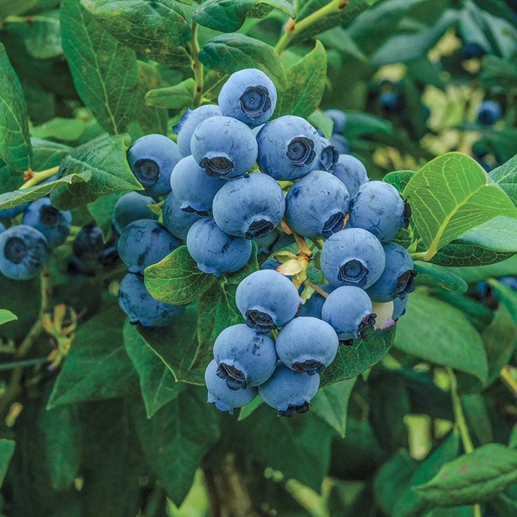 Buy Duke Blueberry Online | Fruit and Vegetables | Breck's