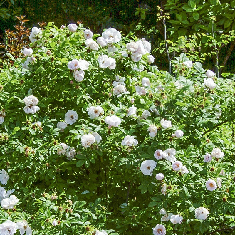 Snow Pavement Shrub Rose | Shop Roses | Save at Breck's – Brecks